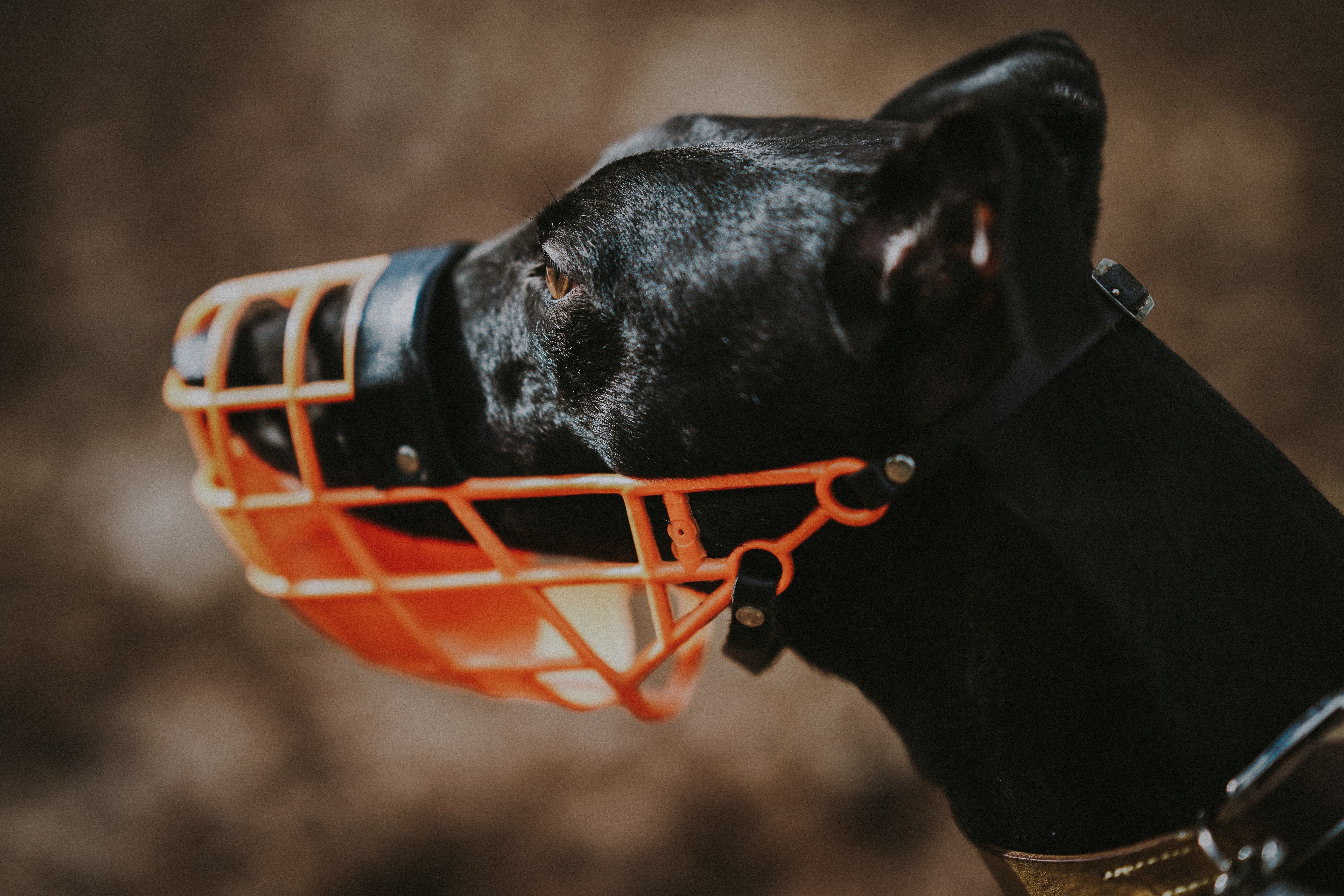 Why Every Clinic Needs a Dog Muzzling Protocol – CompaniCalm